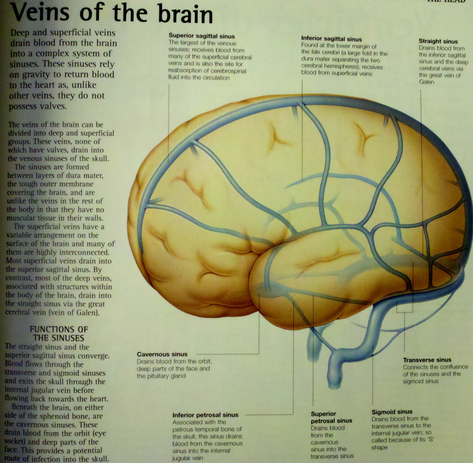 New Vegas inc internet/blog: Veins of the brain