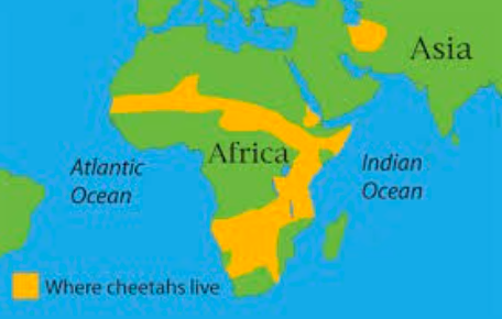 Terrific 27: Information Report: Cheetahs by Rishap