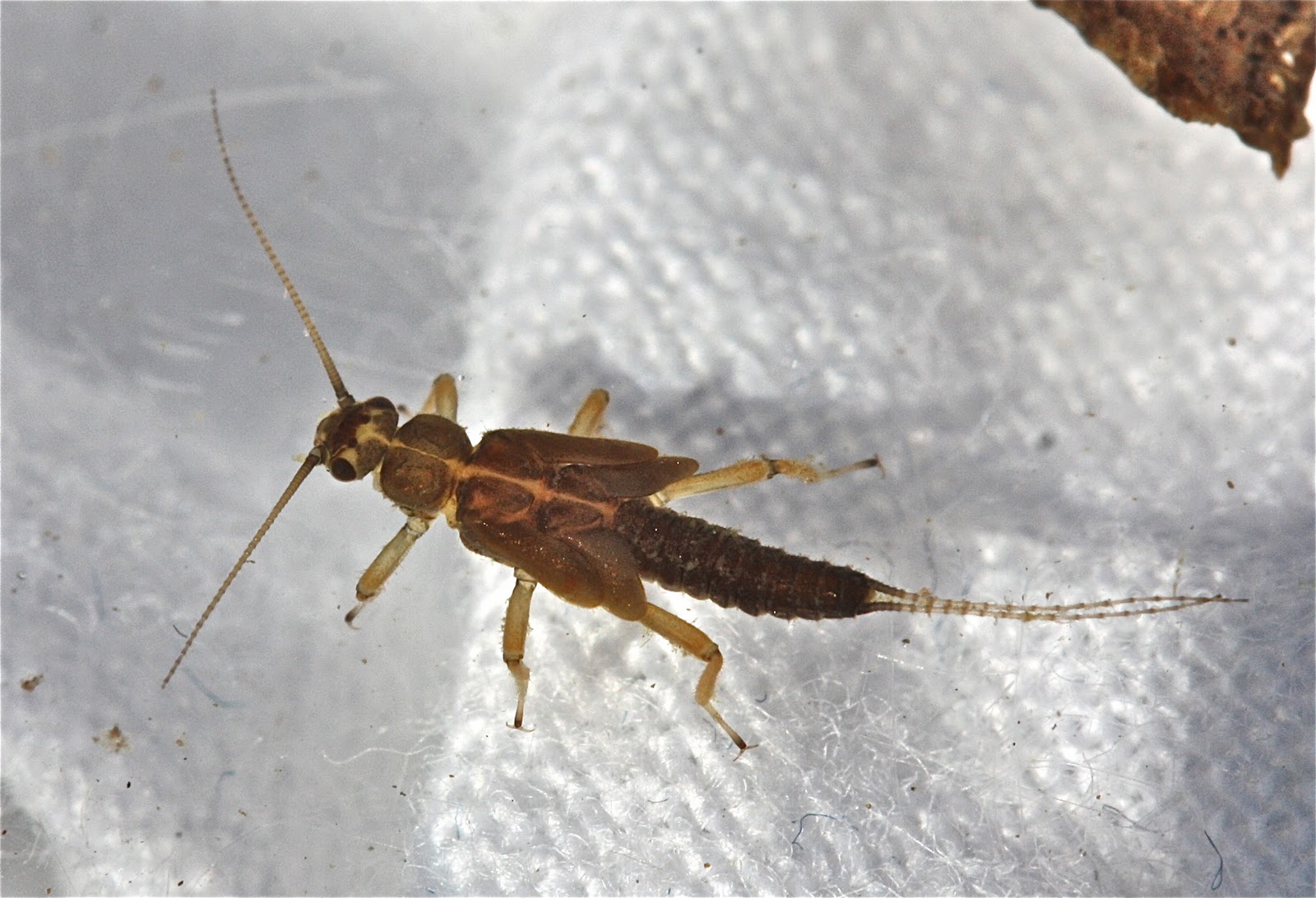 Aquatic Insects of Central Virginia: On the Genus ID of our Winter ...