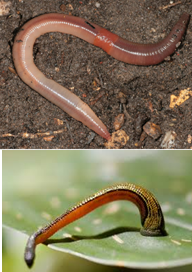 Filum Annelida - BELAJAR BIOLOGI