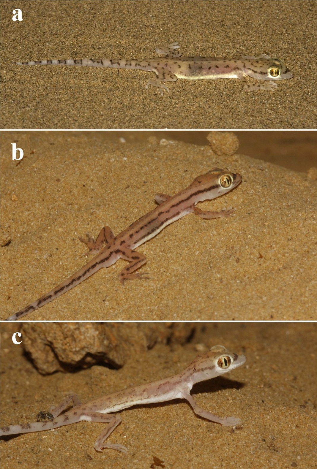 Species New to Science: [Herpetology • 2018] Trigonodactylus persicus ...