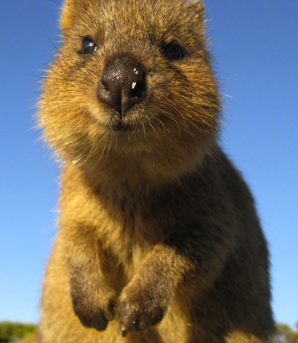 Es Asombroso: Conoce al Quokka Australiano ¡el animal más feliz del mundo!