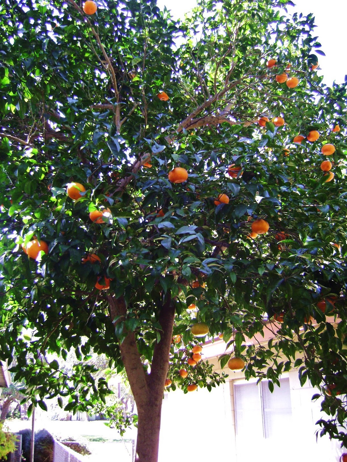 Amanda's Happy Hearth: In Love with Mandarin Oranges