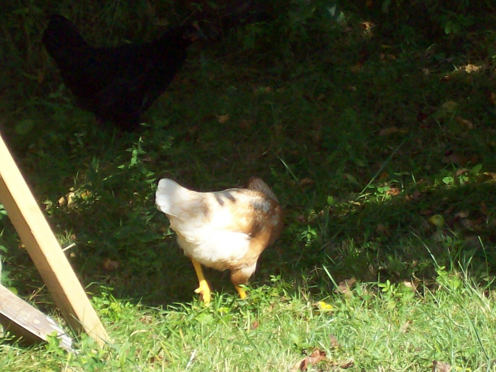 My Chicken And Egg Journal: Pictures of Chickens (Pullets And One ...