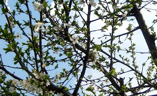 Ghiocelul alb: Astenie de primavara