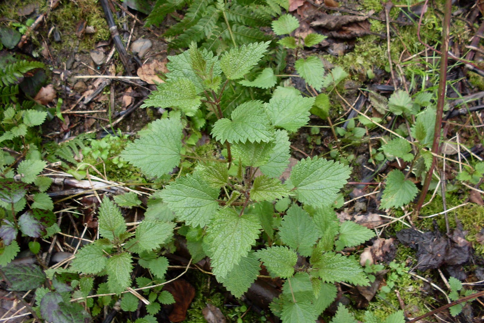 LOS MEJORES REMEDIOS NATURALES PARA LA BELLEZA Y LA SALUD: ORTIGA