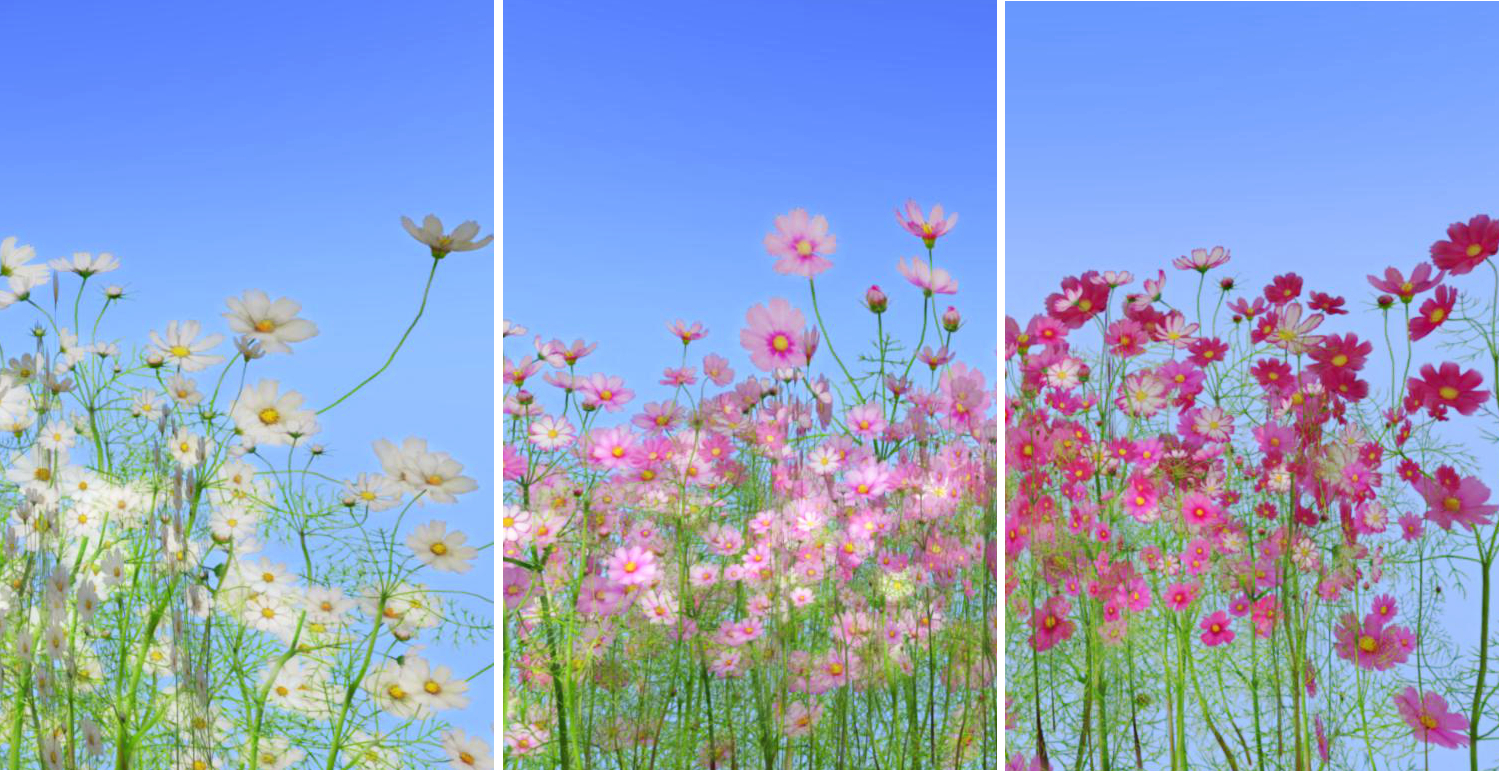 ::frog's garden::: [new] cosmos new 3 colors / コスモス 新色