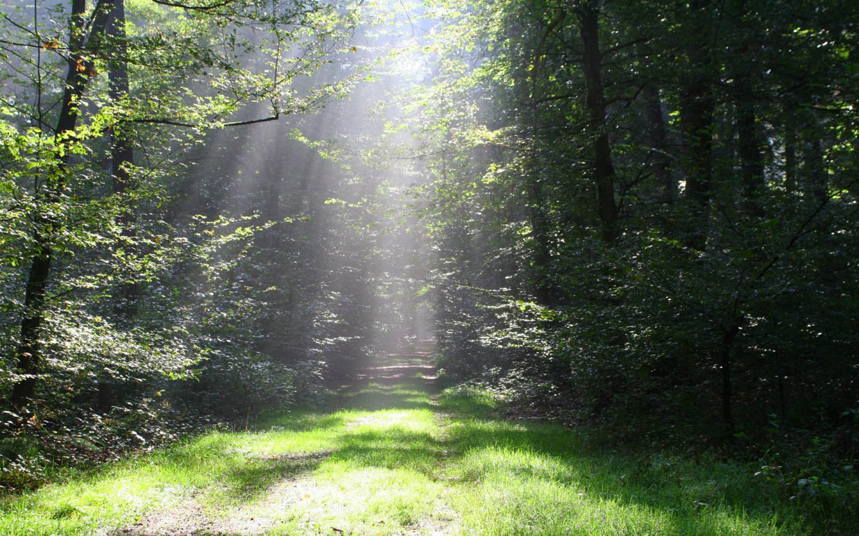 ORMAN MANZARA RESİMLERİ-Manzaralar