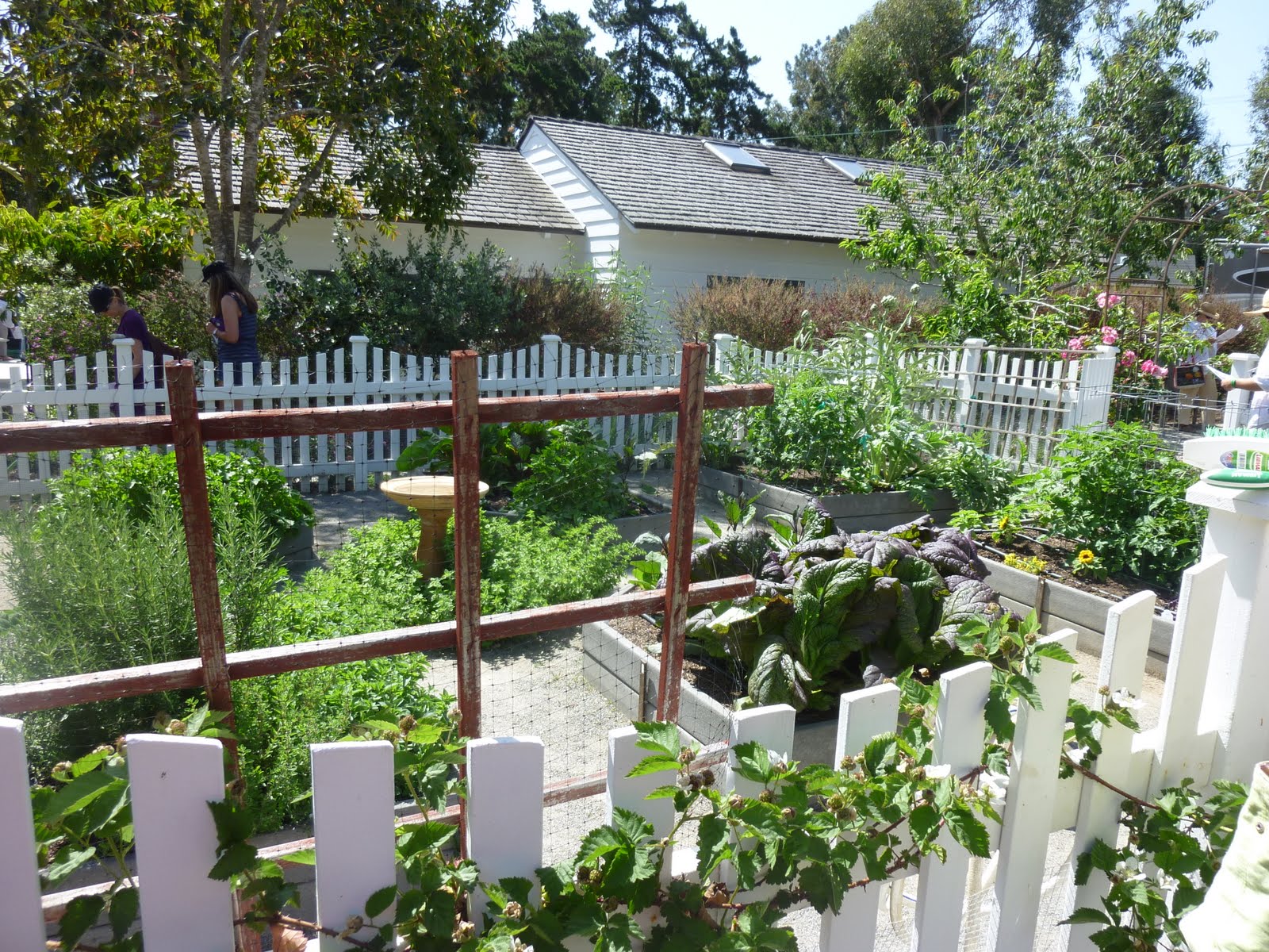 A Place to Share: Welcome to the Encinitas Garden Tour on Crest Drive