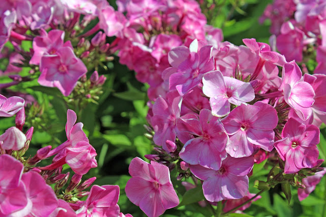 Gatsbys Gardens: Sustainable Plants For 2013