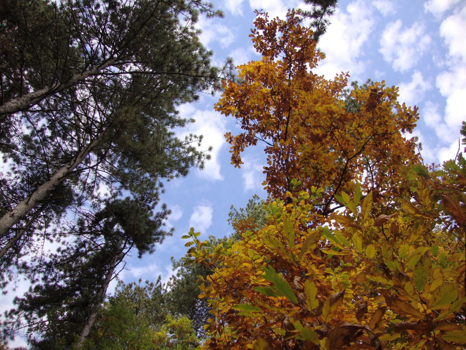 TUDOR PHOTO BLOG: Maramures,Romania - Lacul Albastru Toamna