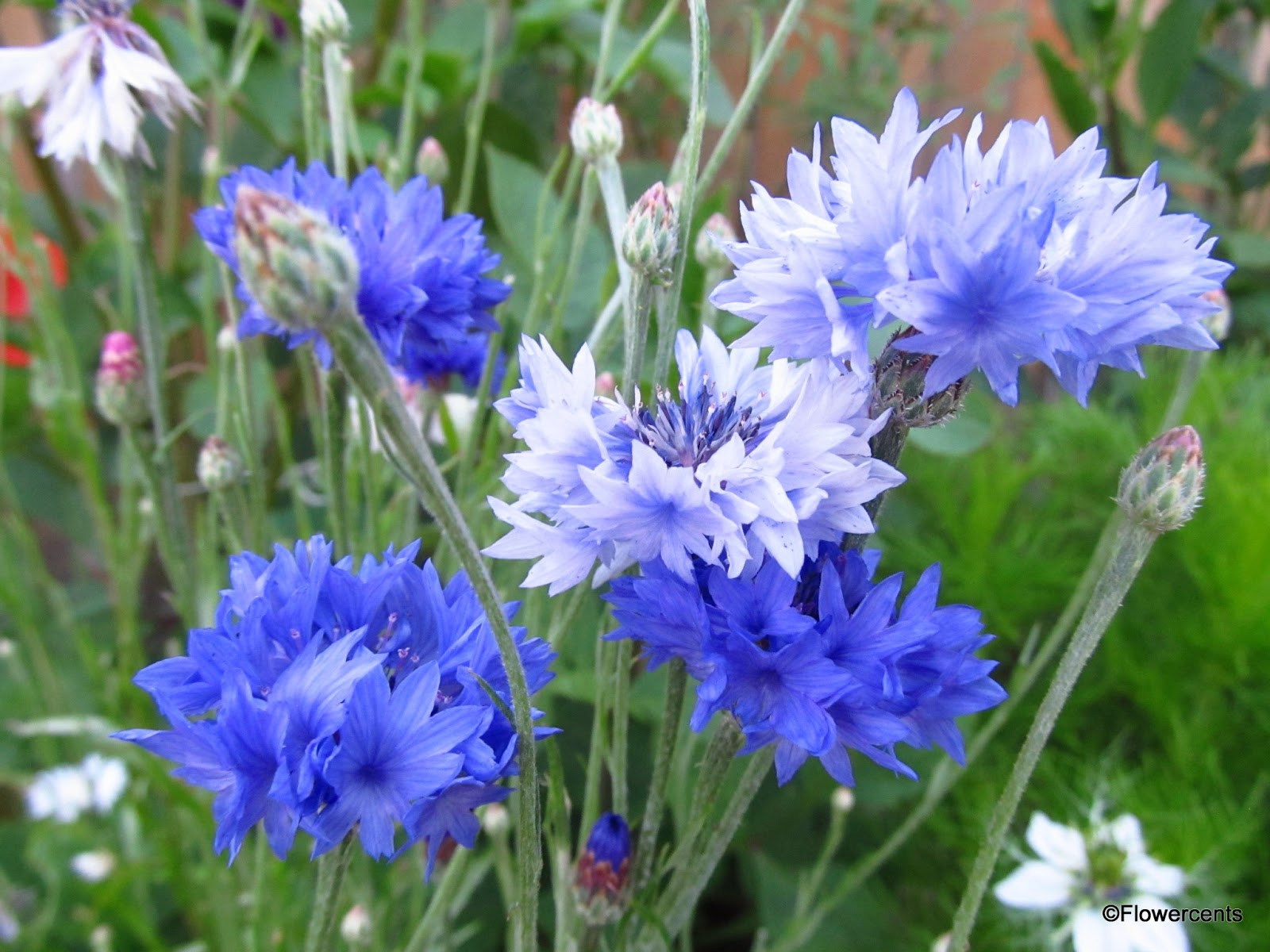 Flowercents: July Blooms