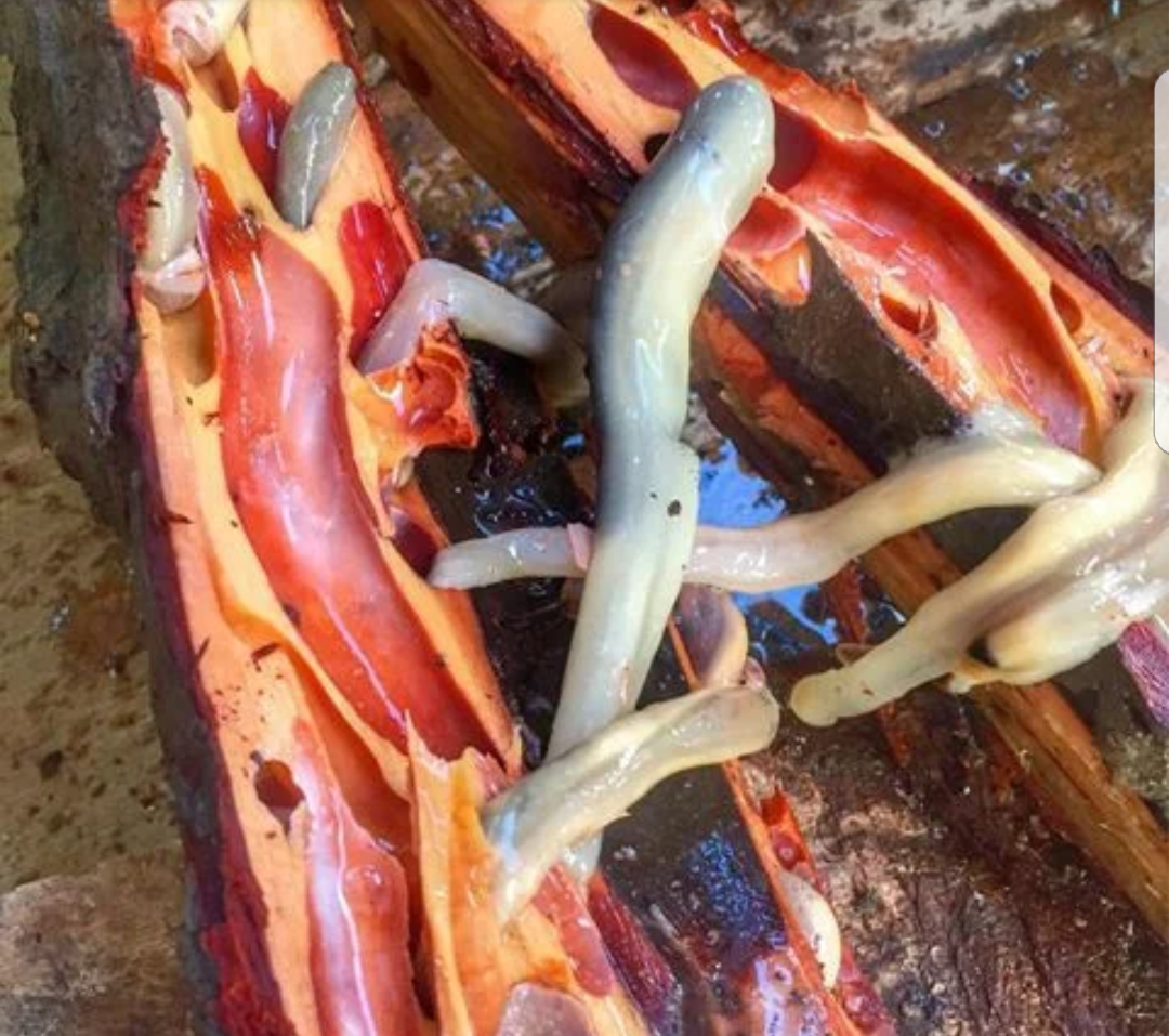 Exotic Foods in the Philippine (Would You Care for a Bite?)