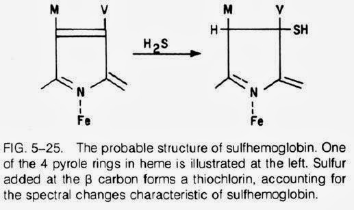 Biochemistry Class notes: RBC Metabolism Notes (Part 1) : Stages of ...