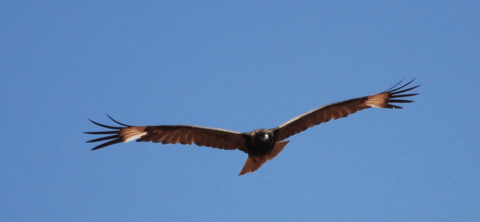 Richard Waring's Birds of Australia: Bird photos from Docker River to ...