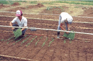 AgroNegocios: El Culantro Coyote,Cilantro Ancho (Eryngium Foetidum): La ...