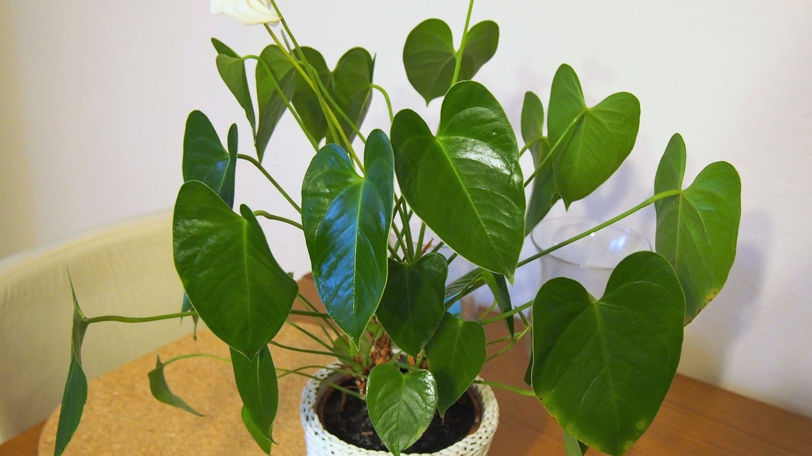 Jak zadbać o kwiaty doniczkowe przed zimą? - Blog "W harmonii ...