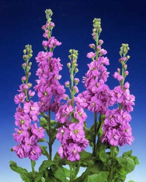 FLORES QUE ENCANTAM O MUNDO: FLORES E SUAS DEFINIÇÕES Gardenia, Gavinha ...