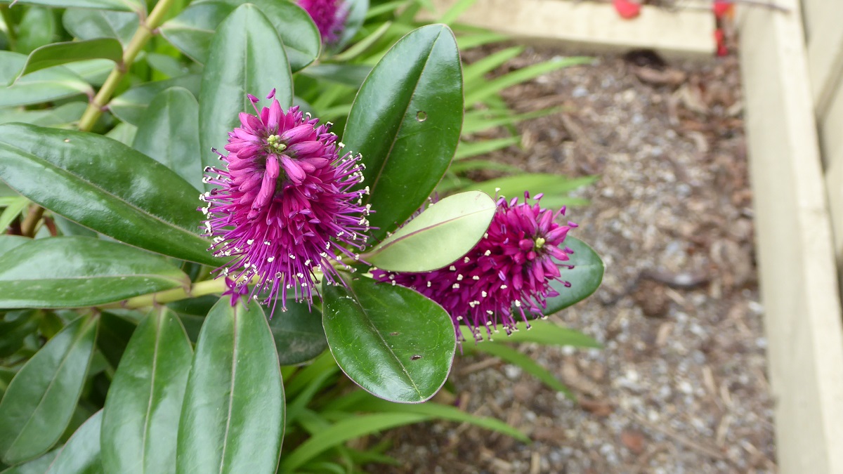 Growing Ornamental Plants: Growing Hebe