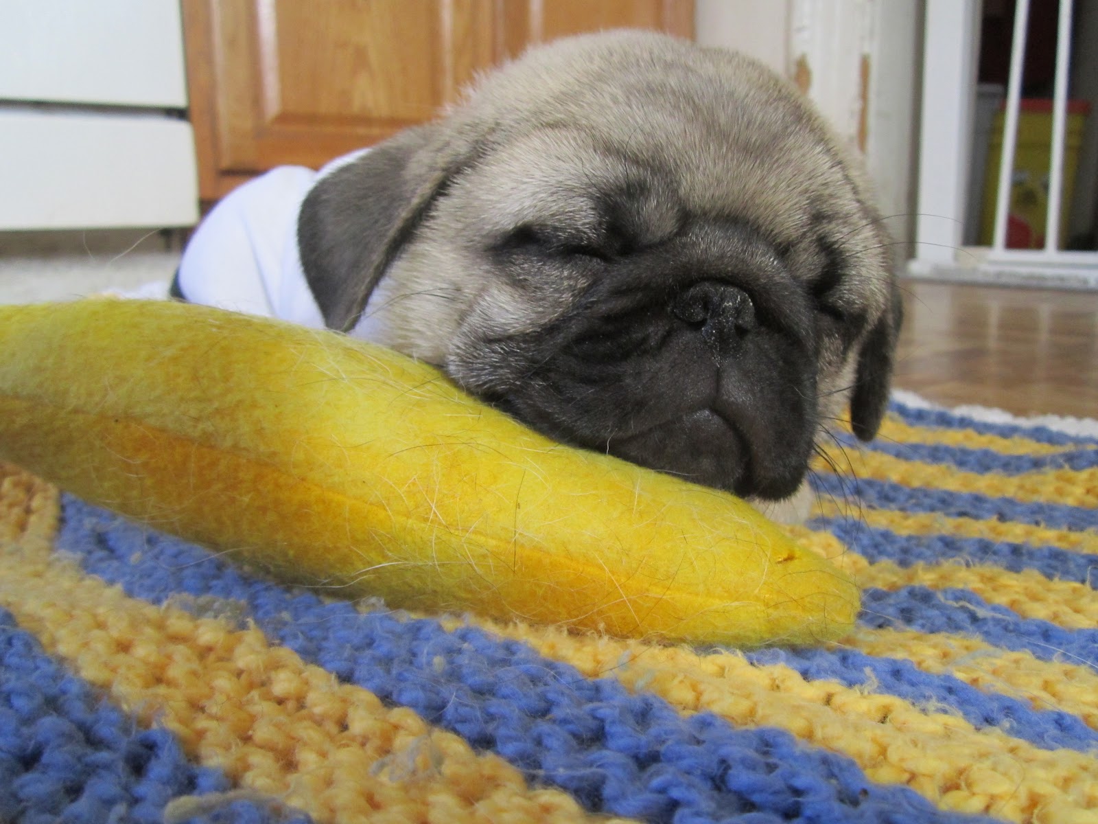 Urban Hounds: Pugs in The Kitchen Treats-(Not Just for Pugs)