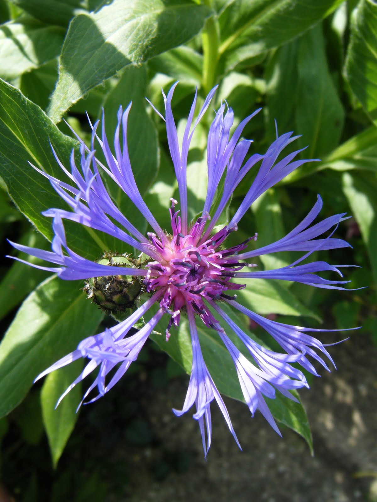 Quilliance: May 2011