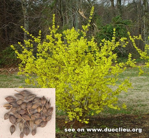 Forsythia fruit (Lianqiao)