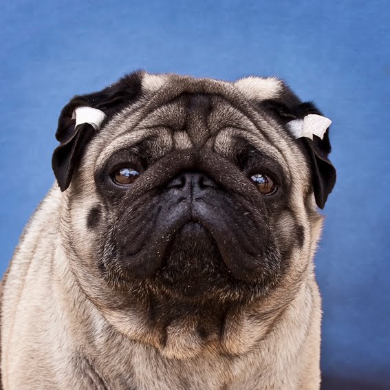 La Cámara de Sandora: marzo 2011