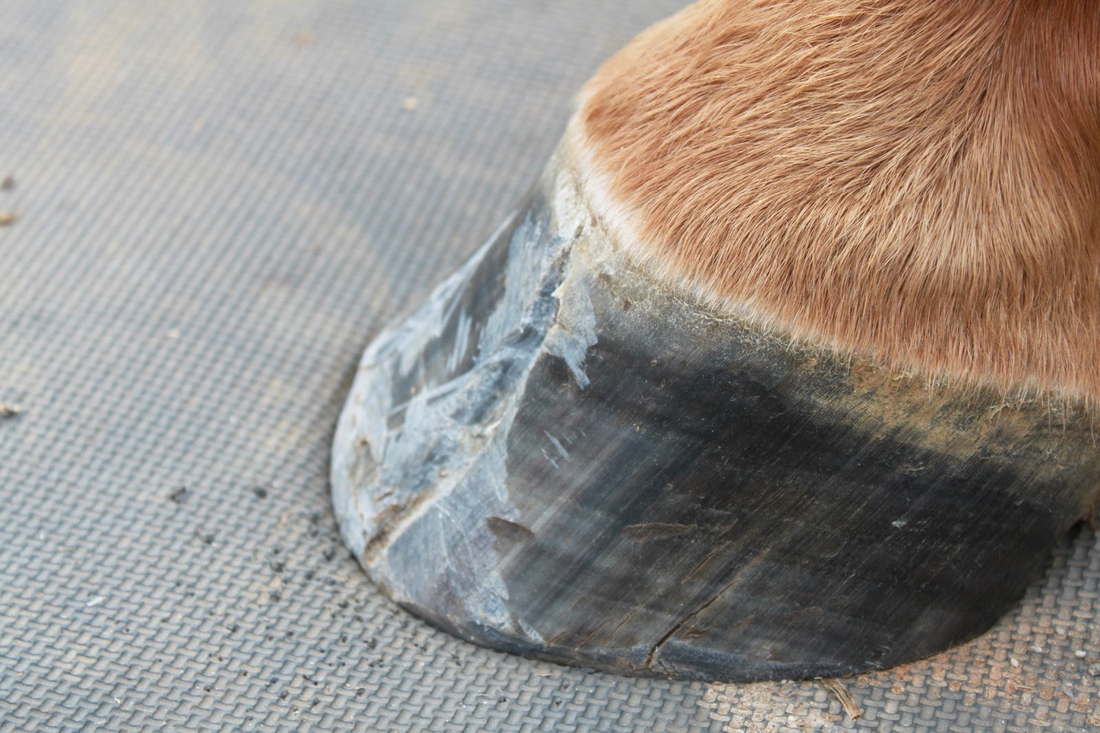 Springstone Horses: Repairing Hoof Cracks