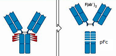How antibody works and inactivate antigens? Antigen - Antibody interaction