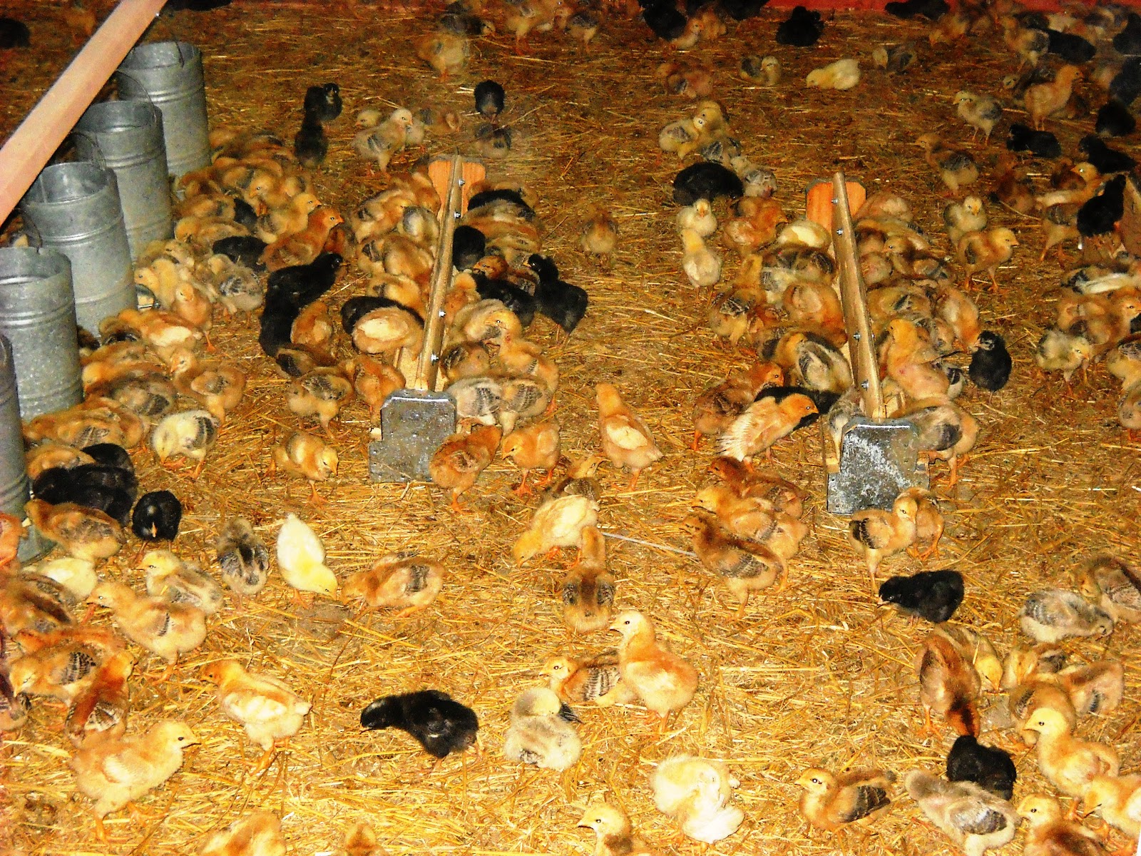 Pui de gaina de vanzare Timis ~ Pui Pasari Timis