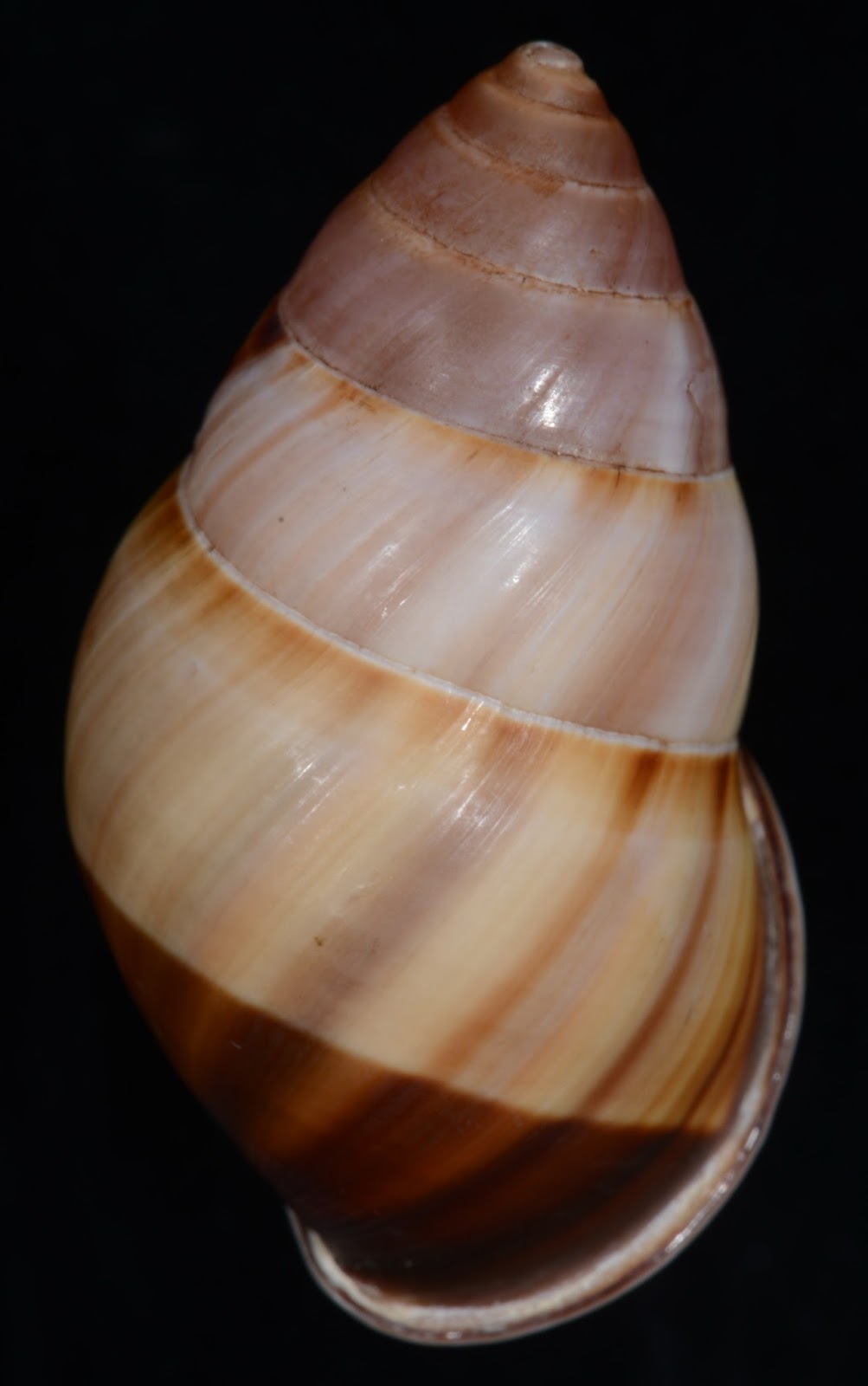 Dr. Lee's Gallery Museum: Amphidromus inversus annamiticus 45.11mm ...