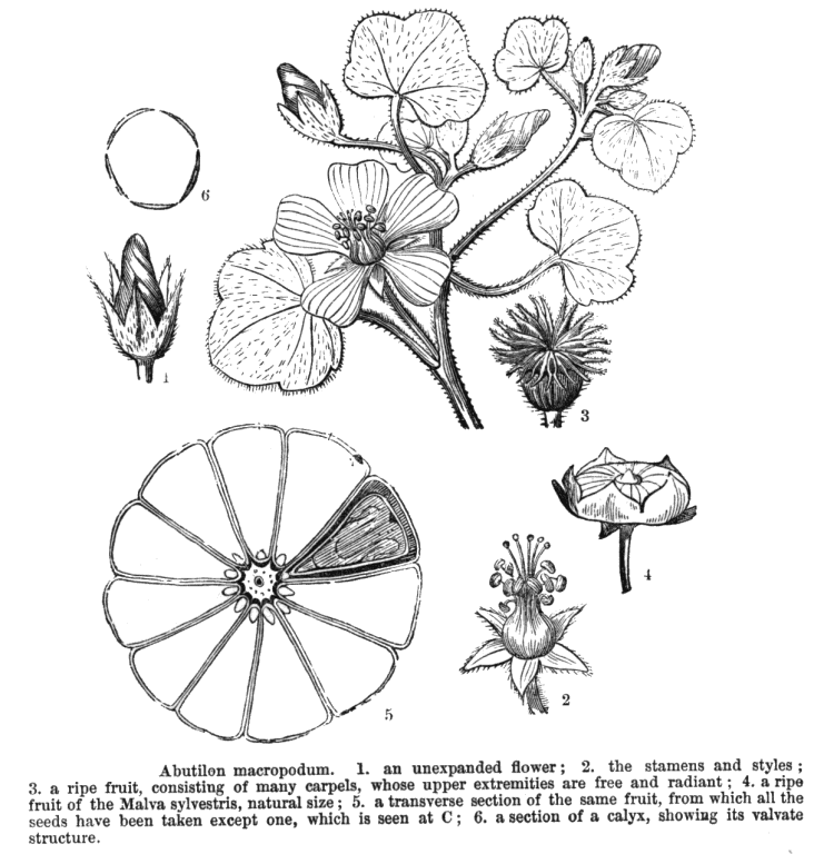 PLANT FAMILIES OF PUERTO RICO AND FLORIDA PAPO VIVES: MALVACEAE NÚM 75 ...