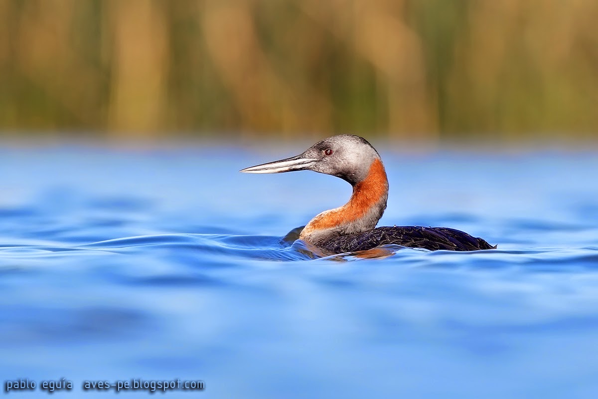 mis fotos de aves: Podiceps major Macá Grande Great Grebe