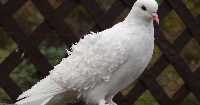 Mary "Little Dove" Hyanno