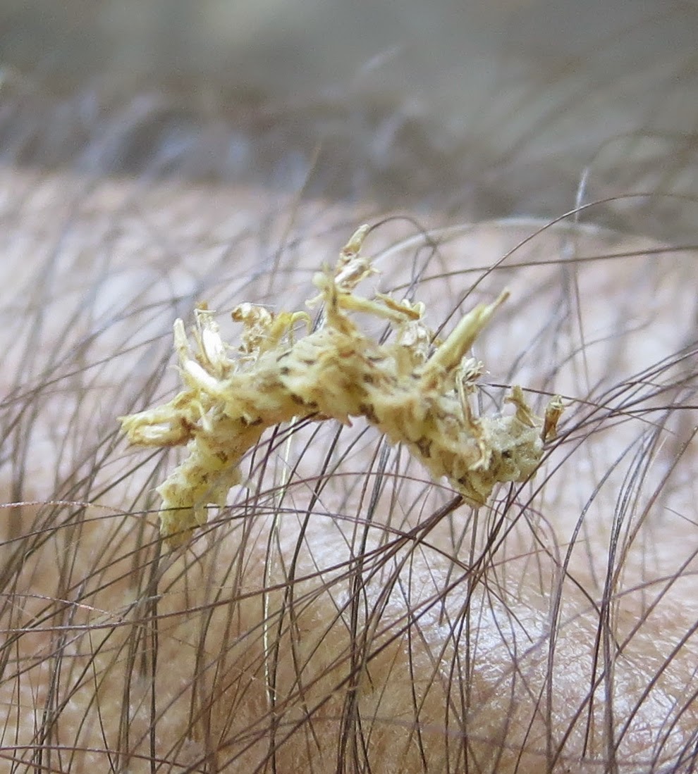 Princeton Nature Notes: An Inchworm That Wears Camouflage