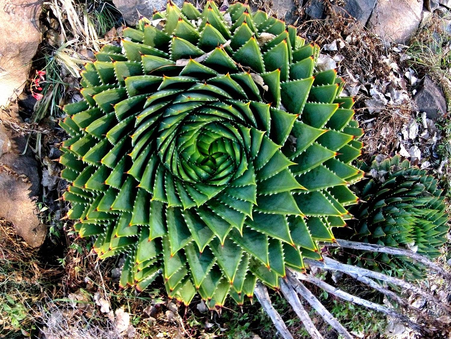 MEDIAN Don Steward mathematics teaching: spirals