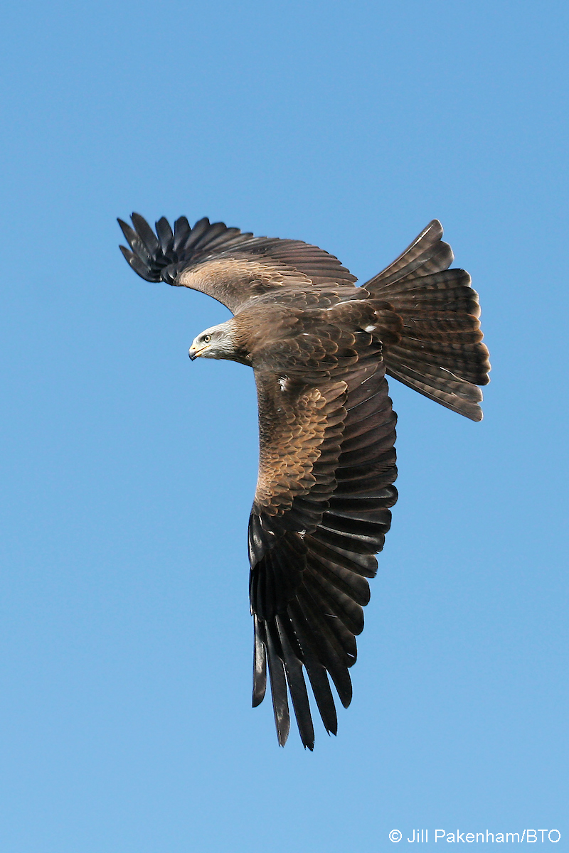 BTO Bird Migration Blog: April 2017