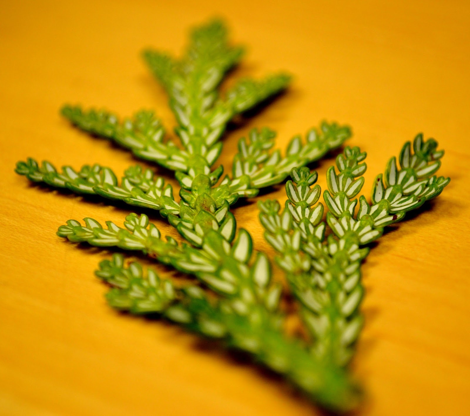 rêve girl: Fountain of Cool... Stomatal Bands