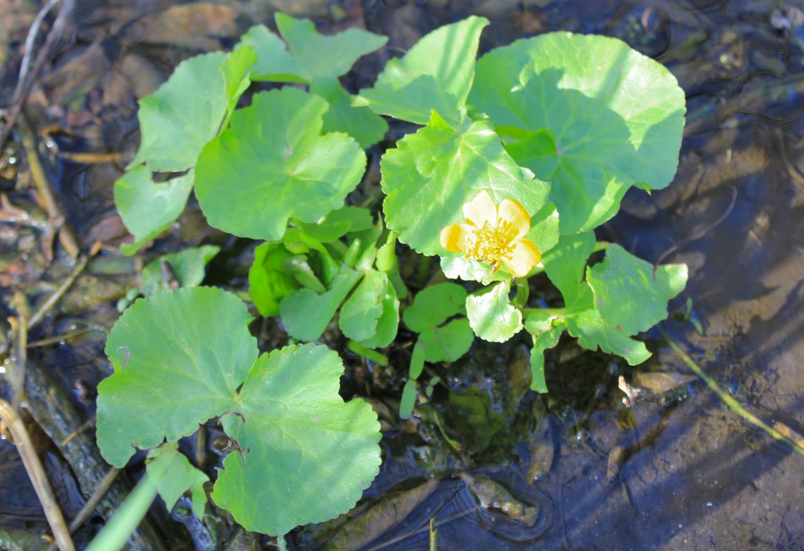 Squash Blossom Farm: 3 Cool Things