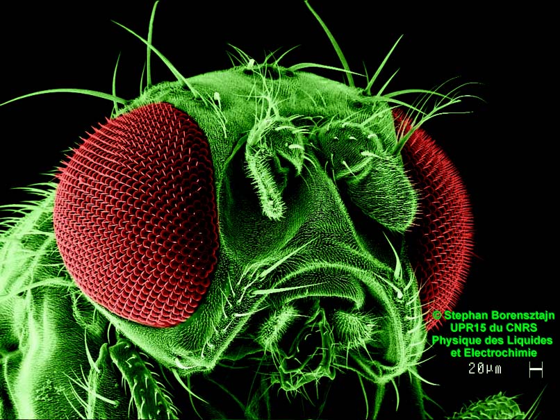 Les Drosophiles: La Drosophile : Présentation générale