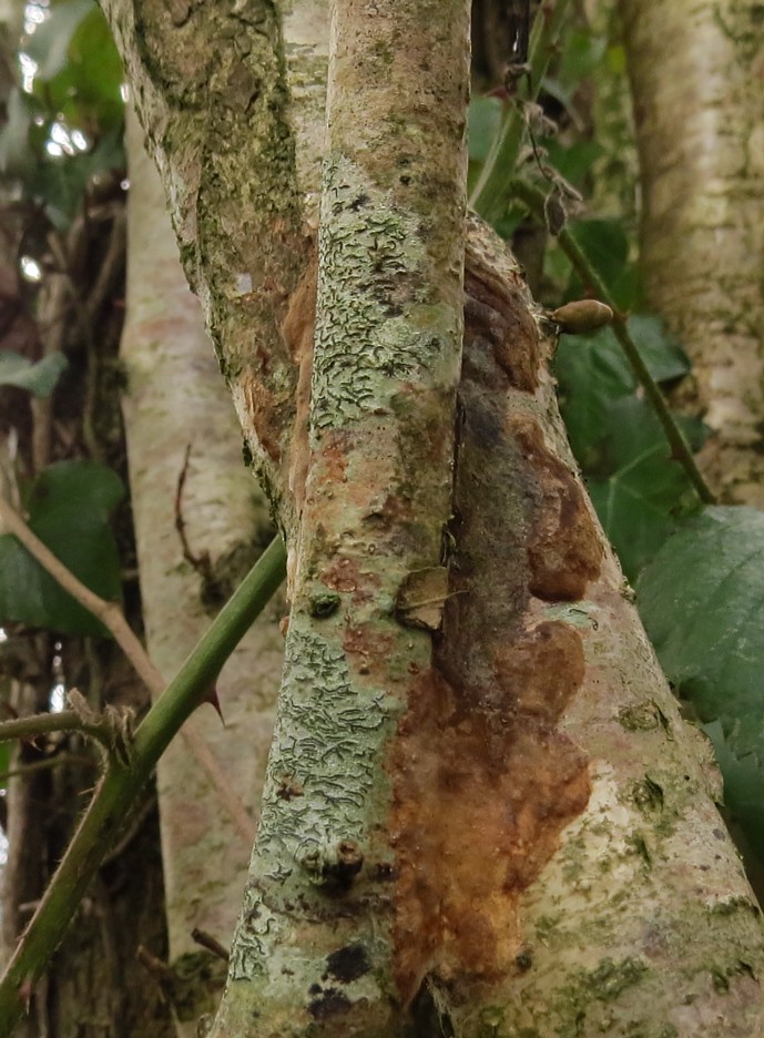 Wildwings and Wanderings: Hazel Gloves and Golden Hair