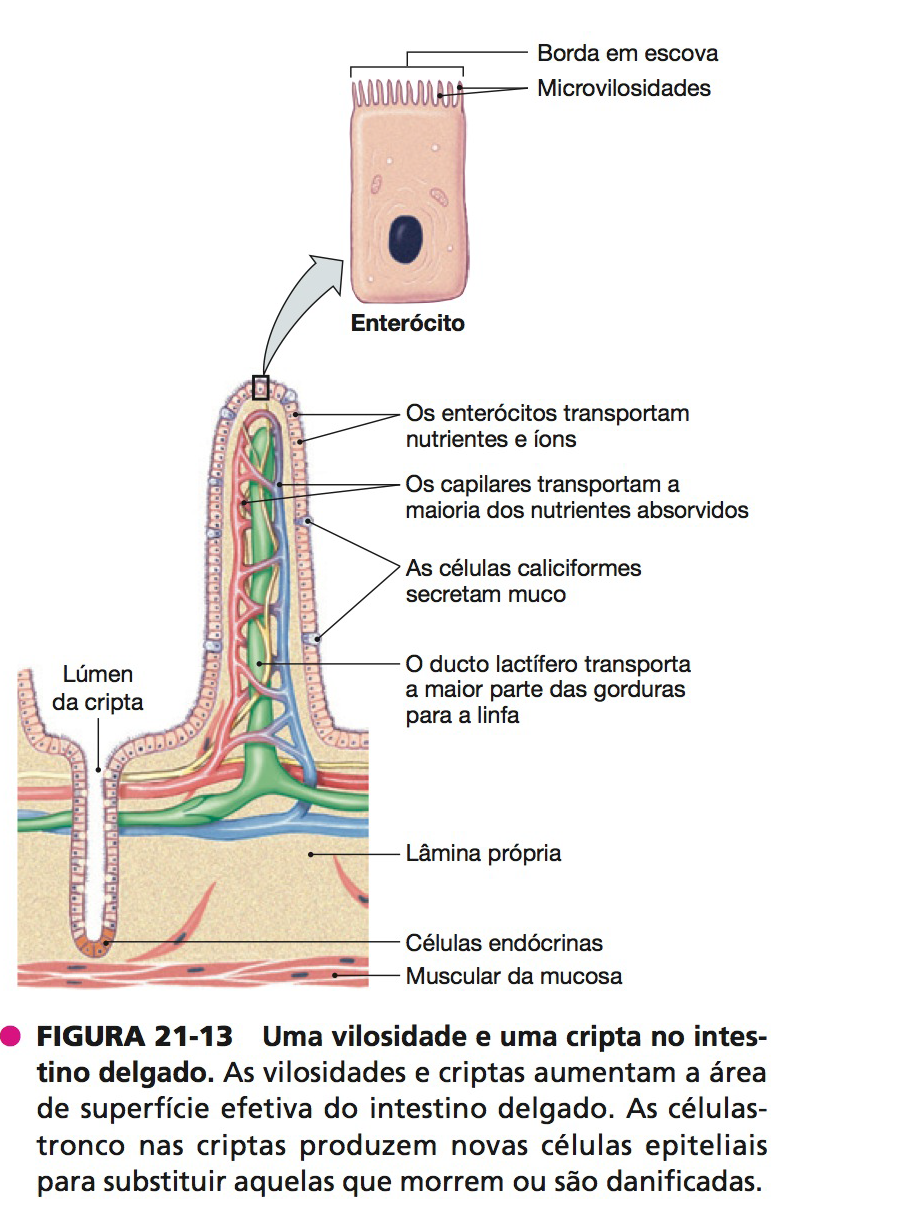 Uma vilosidade e uma cripta no intestino delgado