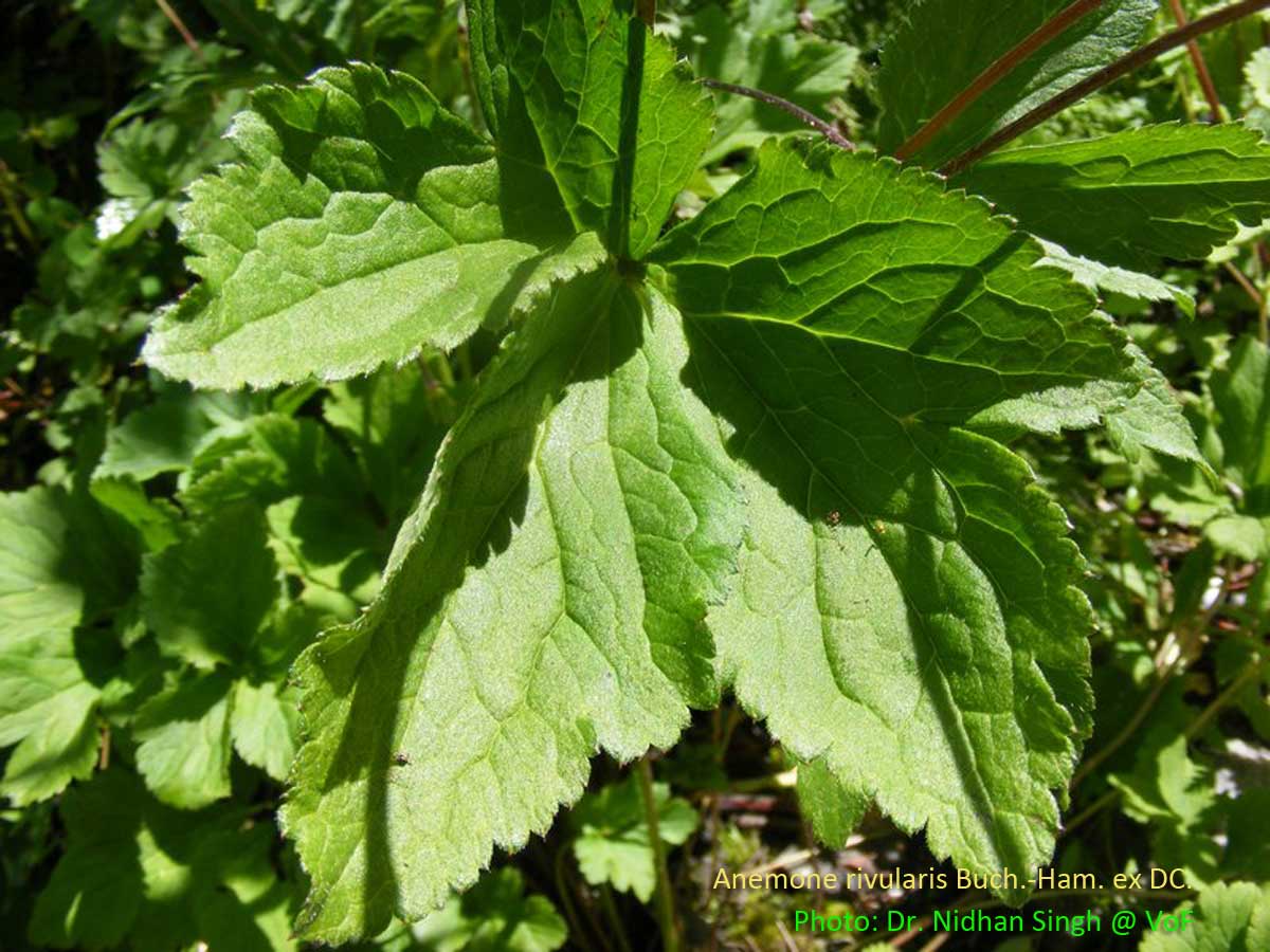 Medicinal Plants: Anemone rivularis
