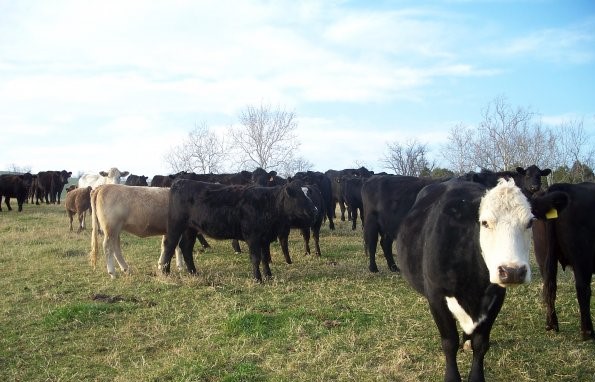 A Couple of Farmers At Maple Lawn Farm: BEEF FOR SALE