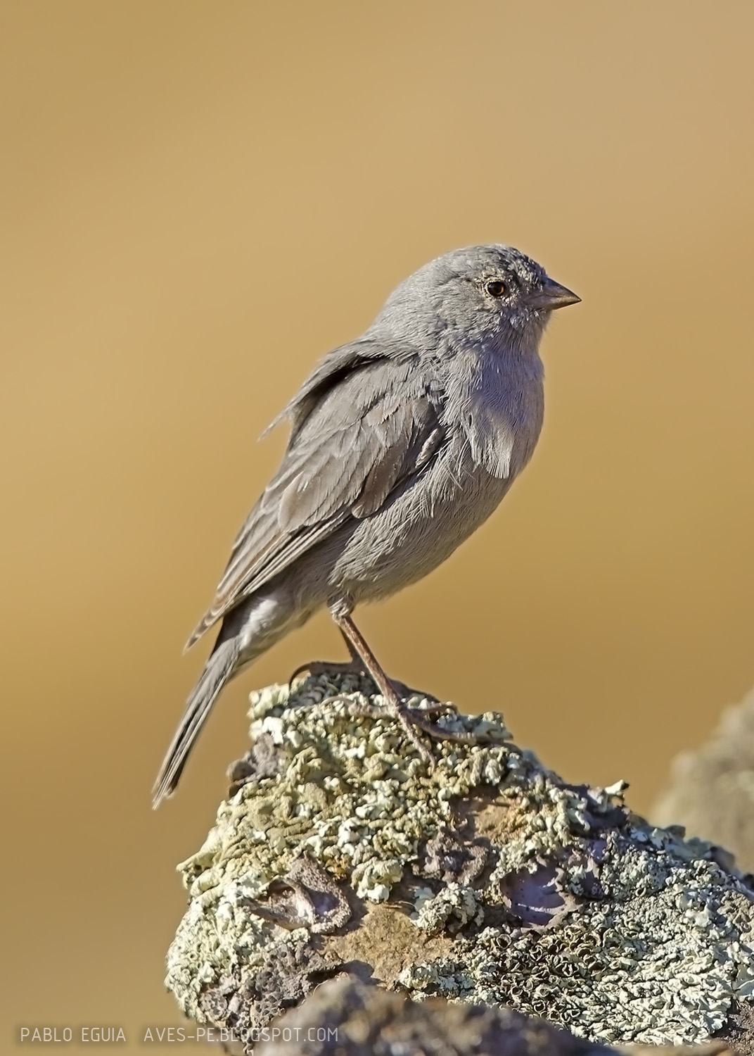 mis fotos de aves: Geospizopsis unicolor Yal Plomizo Plumbeous Sierra-finch