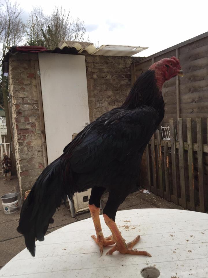 Ganoi X Asil | Ganoi Asil Mix | Ganoi Asil Hybrid | Raja Asil