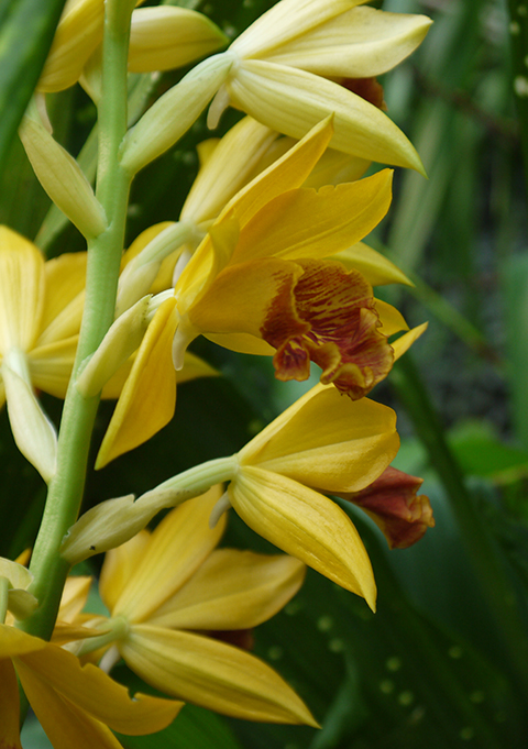 The Orchid Column: Openings, Week of November 28