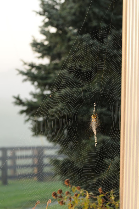 Punkin's Patch: Spinning Thick And Thin - Spider Style