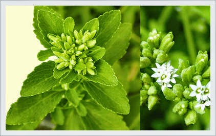 Health&Care, Food, Additives: Steviol glycosides