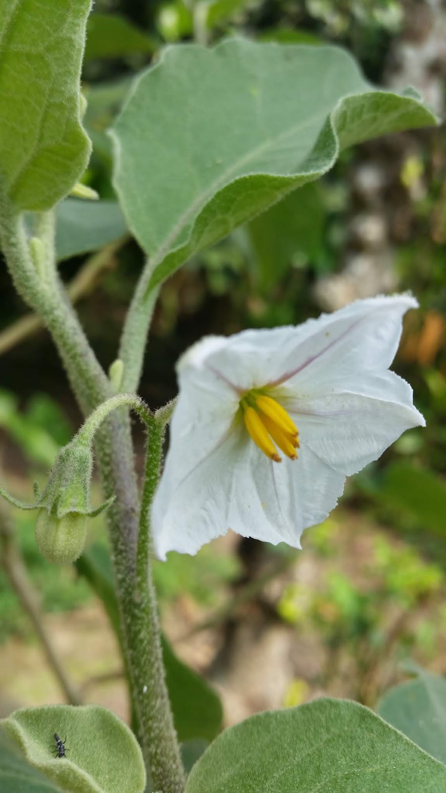 Warisan Petani: WW 101 : Bunga Terung Telunjuk
